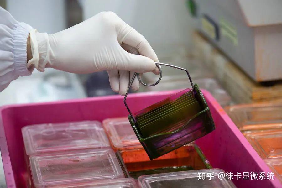 使用显微镜观察和判读H&E染色 - 知乎