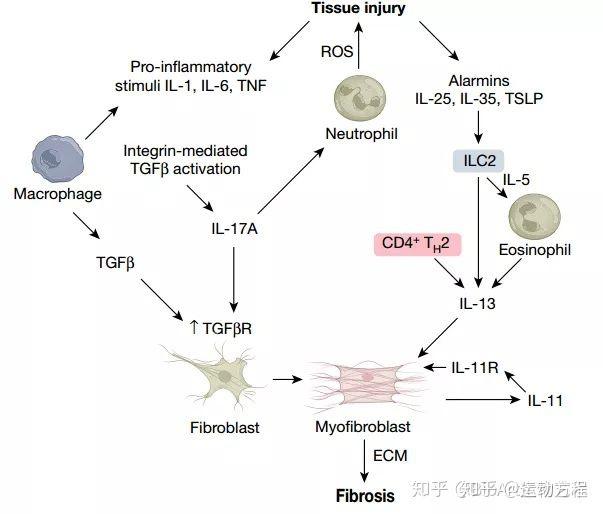 Nature综述 | 纤维化：从发生机制到药物研发 - 知乎
