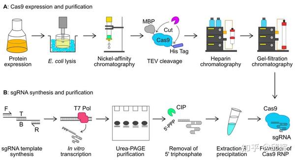一种用于基因组编辑的Cas9核糖核蛋白(RNP)制备的方法。 - 知乎