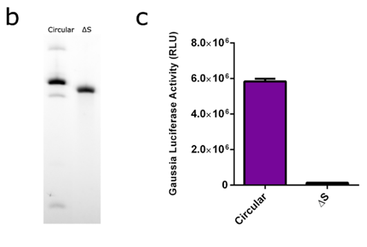 【耀文解读】环状RNA篇|深度解读构建circRNA稳定高效蛋白表达策略 - 知乎