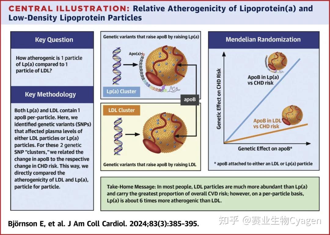 新款LPA&APOB双转基因小鼠：Lp(a)＞500 nmol/L，ApoB＞100 mg/dL，LDL-C升高5倍 - 知乎