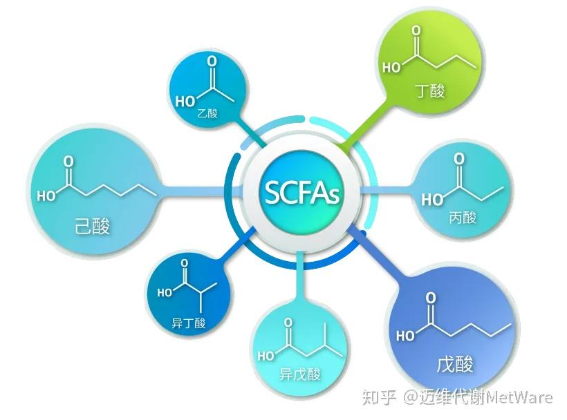 微生物+代谢组 | 微生物-短链脂肪酸-宿主轴全面解析 - 知乎