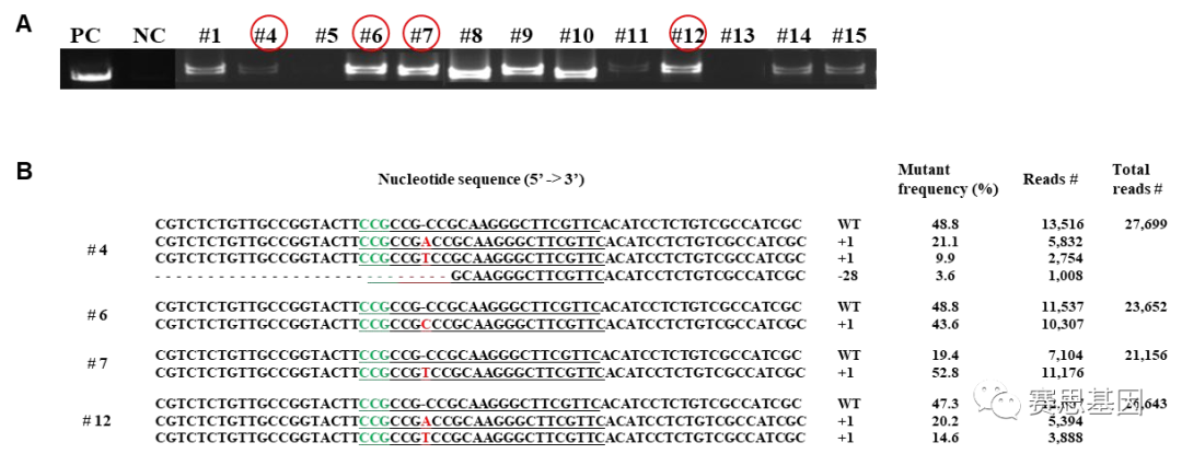 【Hortic Res】CRISPR/Cas9介导的基因编辑赋予大白菜对芜菁花叶病毒（TuMV）的抗性 - 知乎