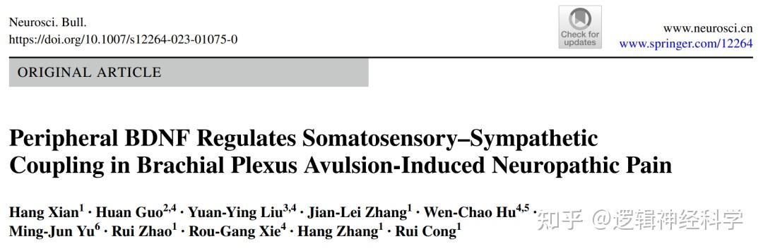 Neurosci Bull︱空军军医大学丛锐/张航/解柔刚揭示外周BDNF调控臂丛撕脱伤后疼痛机制 - 知乎