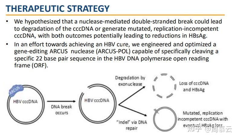 当下唯一能够清除cccDNA和整合DNA从而根治乙肝的疗法已经浮出水面 - 知乎