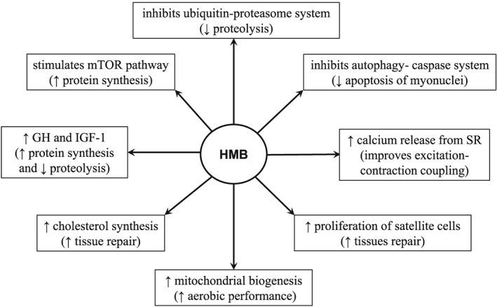 HMB与蛋白质代谢 - 知乎