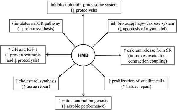 HMB与蛋白质代谢 - 知乎