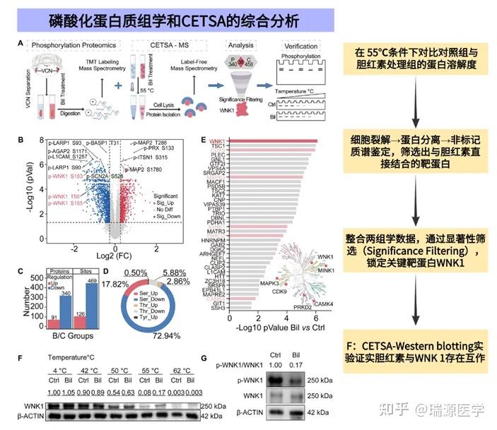 超全解析！细胞热迁移(CETSA)，原理、流程、结果解读、文献案例、常见问题分享~ - 知乎