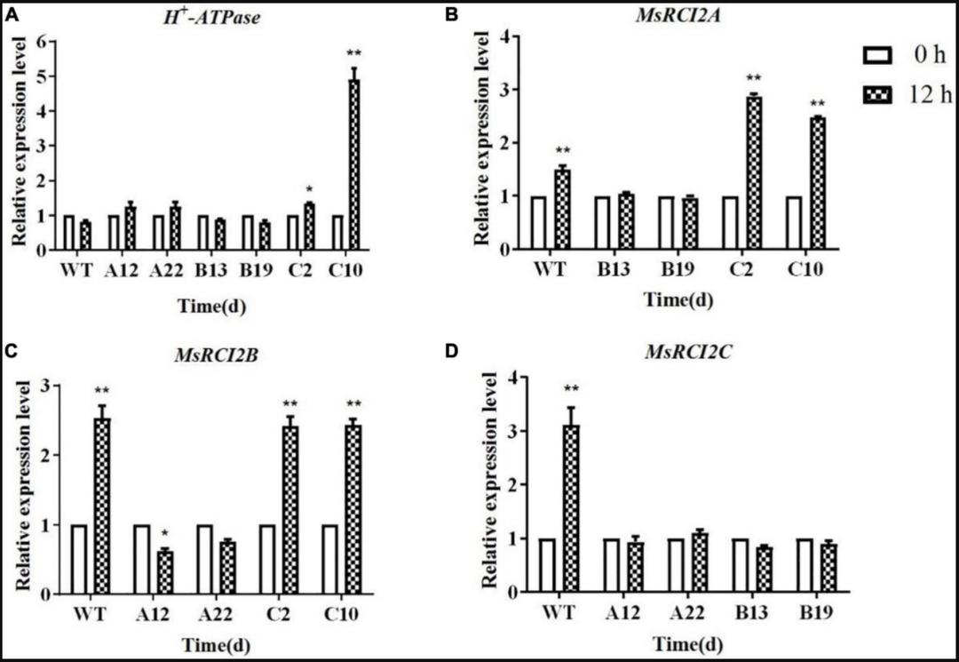 MsRCI2基因在苜蓿中的过表达不同程度的增强了植物对碱和盐耐受性 - 知乎