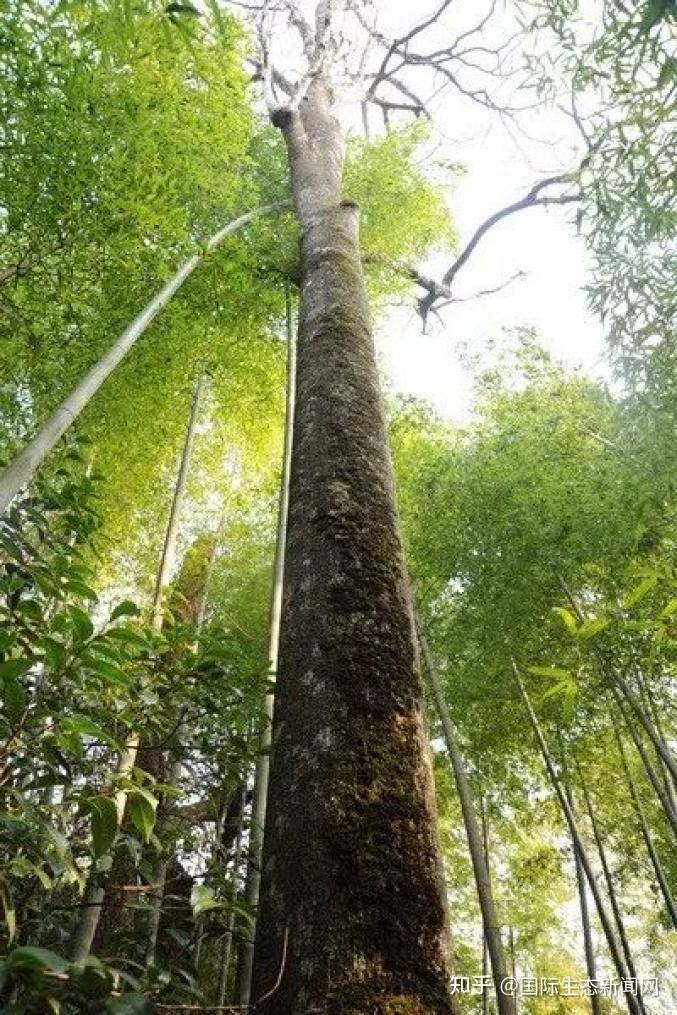 中国濒危植物：伯乐树，是我国特有的第三纪孑遗植物 - 知乎