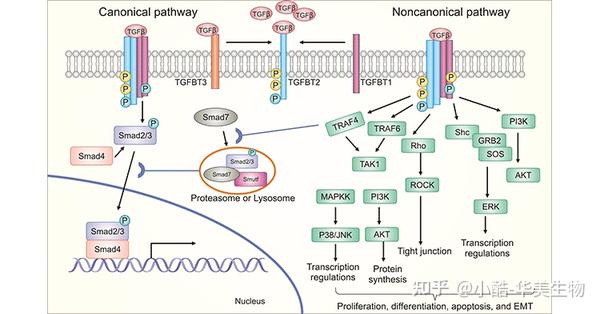 TGF-beta受体 - 知乎