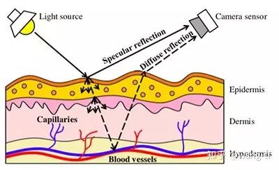 远程光电体积描记术-rPPG - 知乎