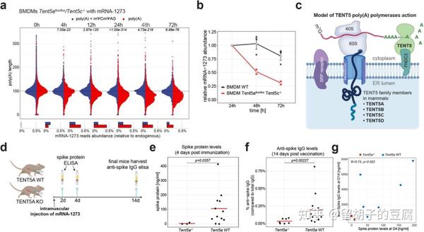首次发现新冠mRNA疫苗体内聚腺苷酸化，增长PolyA尾巴 - 知乎