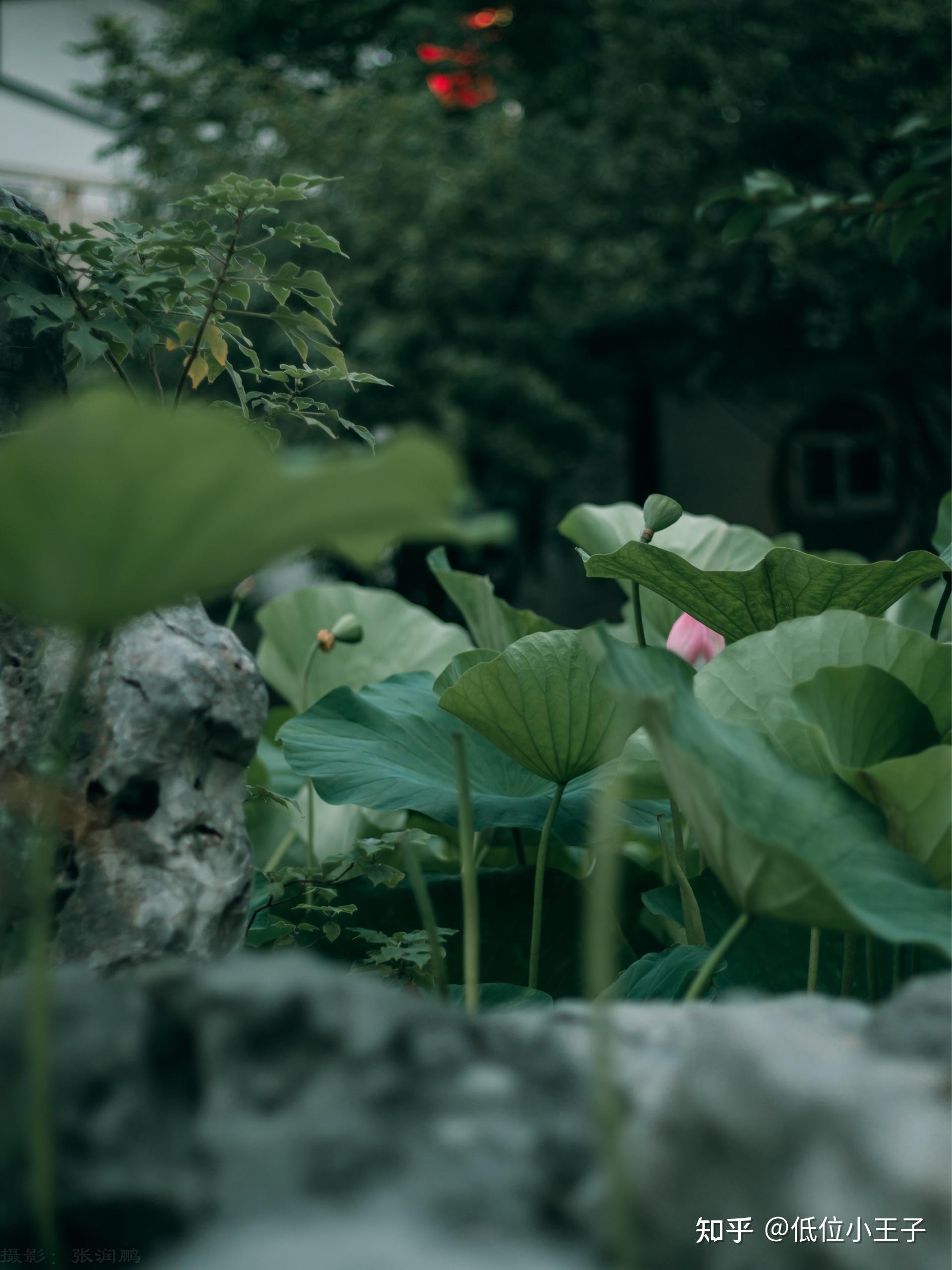 观风中荷花，做小诗一首。 - 知乎