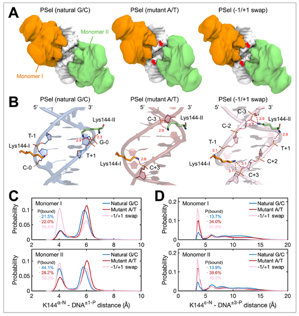 eLife︱澳门大学Vivien Wang课题组揭示转录因子NF-κB与DNA结合的动力学特征及其调控转录活性的分子机制 - 知乎