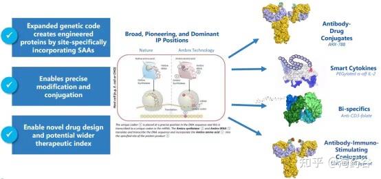 Ambrx 技术平台及ADC管线梳理 - 知乎