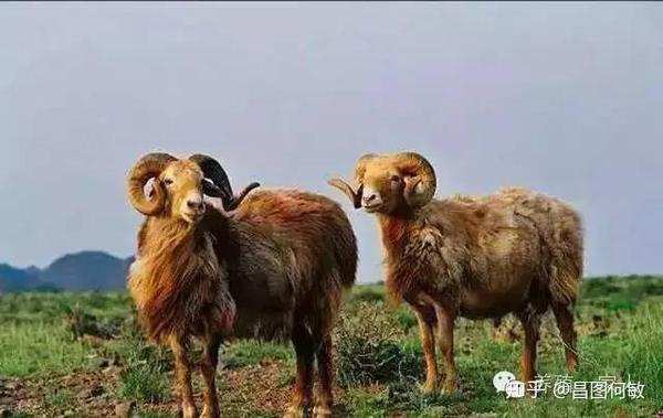 都知道养羊好.羊的品种你知多少 - 知乎