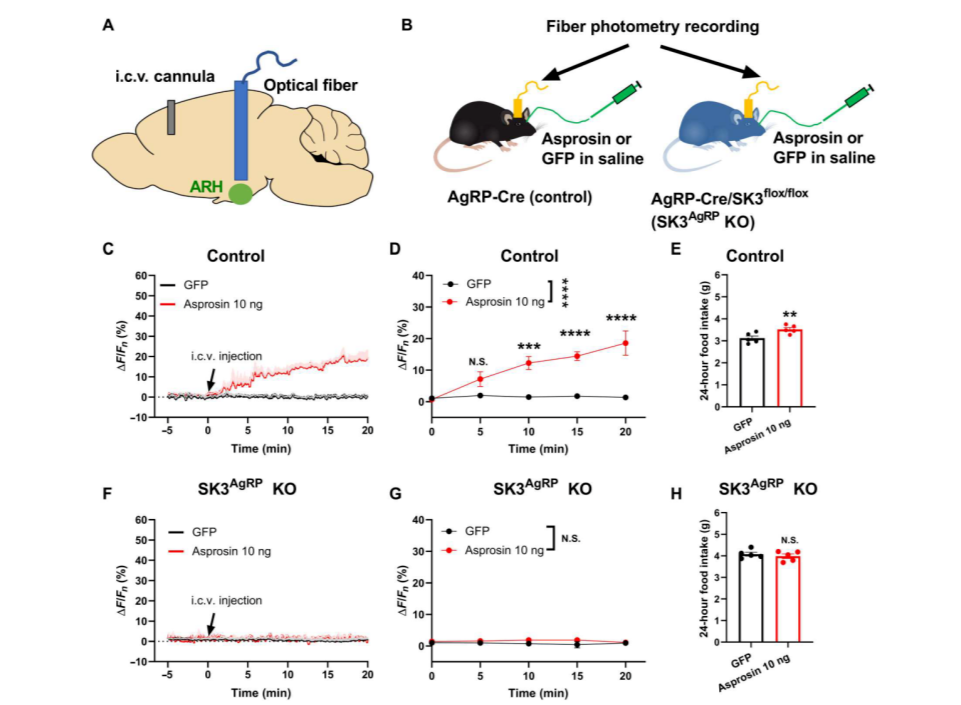 Science Advances：为什么饿了吃东西更香？何彦林/王春梅/徐平稳等学者揭示白脂素调节食欲新机制 - 知乎