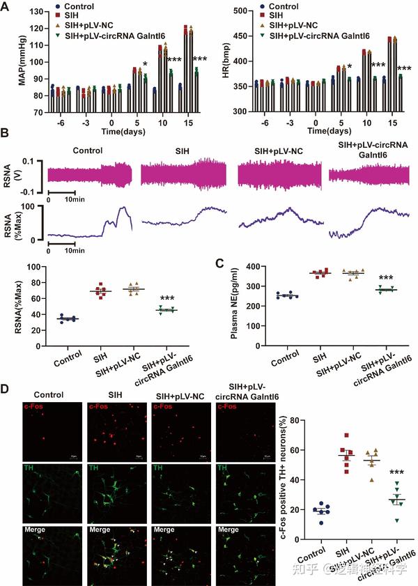 Redox Biol—杜东书/张帅团队揭示RVLM 环状RNA Galntl6通过miR-335/Lig3轴调控应激性高血压机制 - 知乎