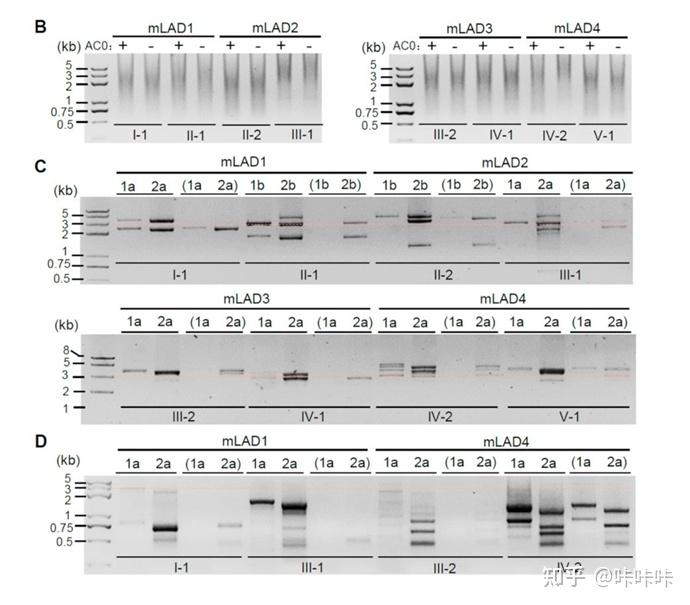 技术分享- 扩增未知侧翼序列：mhiTAIL-PCR - 知乎