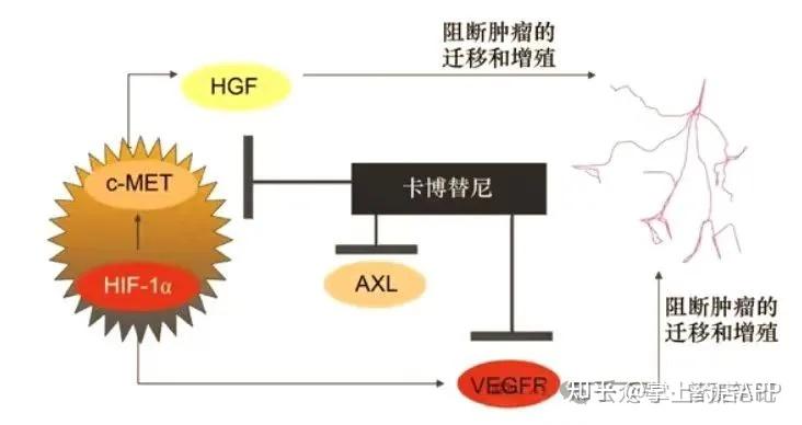 泛靶点靶向药卡博替尼（XL184）治疗FGFR突变晚期肿瘤：抗癌活性表现好！ - 知乎