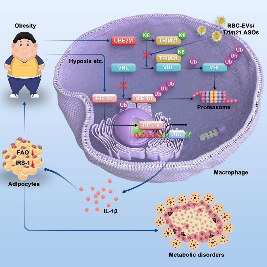 《细胞》子刊：浙大团队揭示肥胖相关炎症的关键调控机制 - 知乎