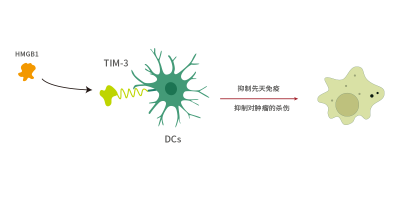 TIM-3靶点科普_机制原理&研究进展 - 知乎