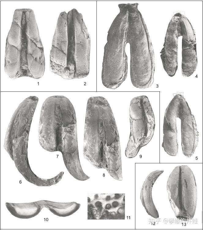 【地球演义】寒武纪的余烬：腕足动物篇 - 知乎