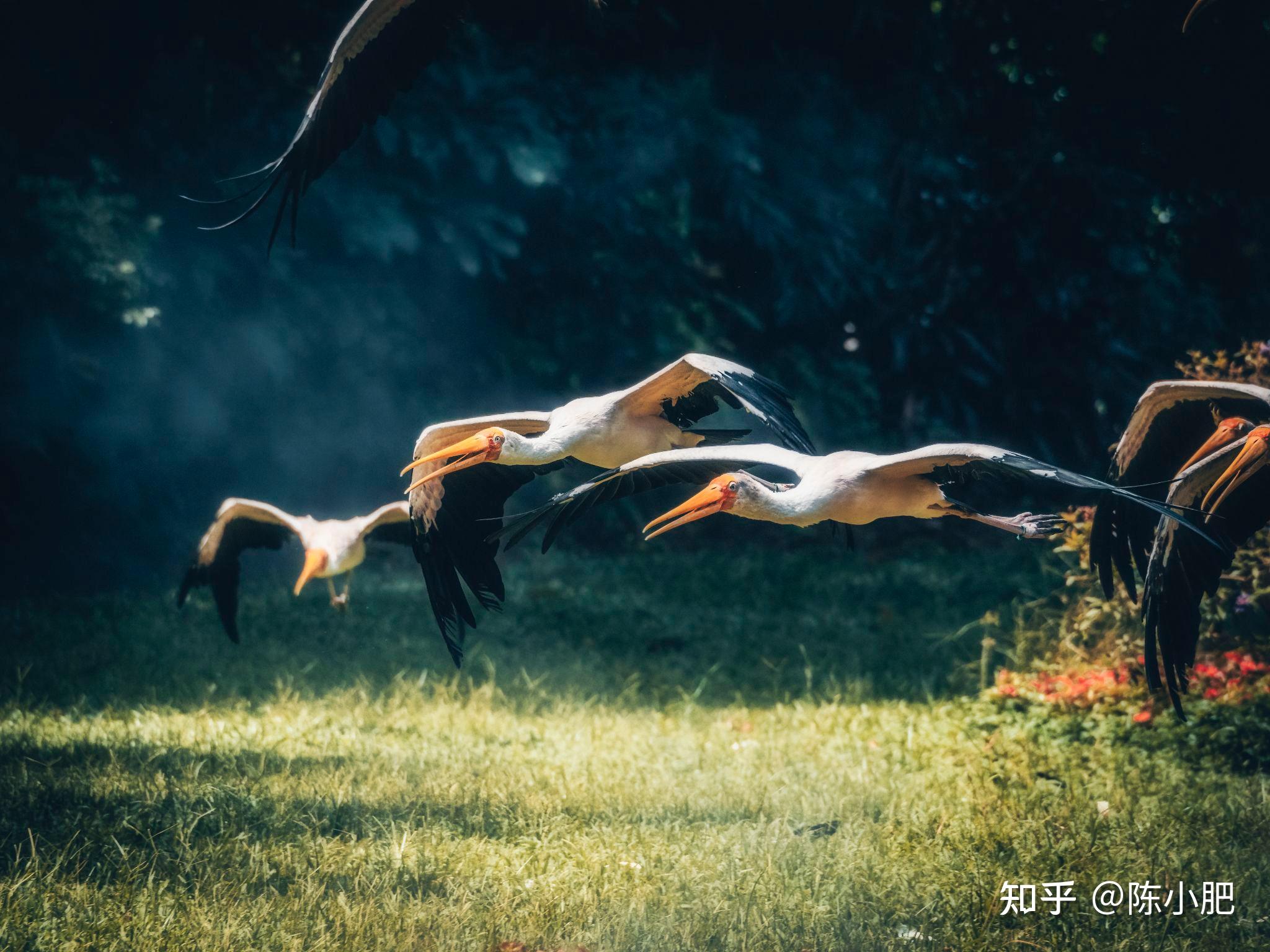 骁勇轻骑——奥林巴斯75-300 ii使用体验 - 知乎