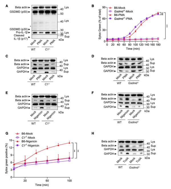 EMBO丨GSDMD驱动中性粒细胞独立于NETs的焦亡 - 知乎