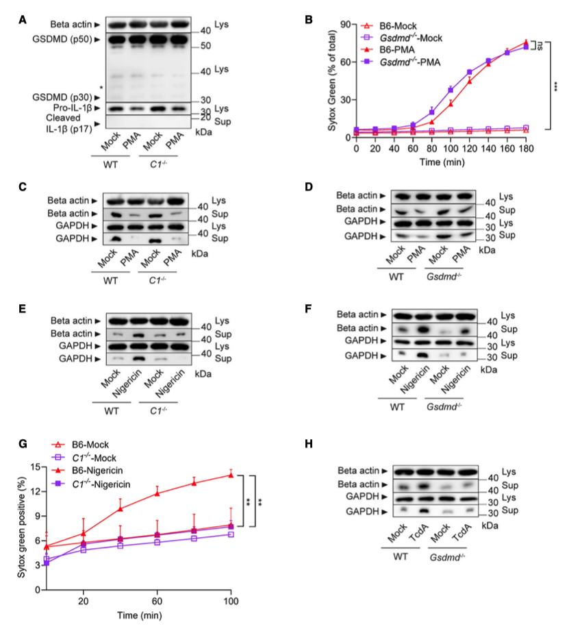 EMBO丨GSDMD驱动中性粒细胞独立于NETs的焦亡 - 知乎