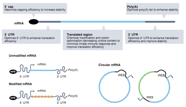 【耀文解读】mRNA篇|mRNA序列设计和递送系统选择思路：Nature子刊综述 - 知乎
