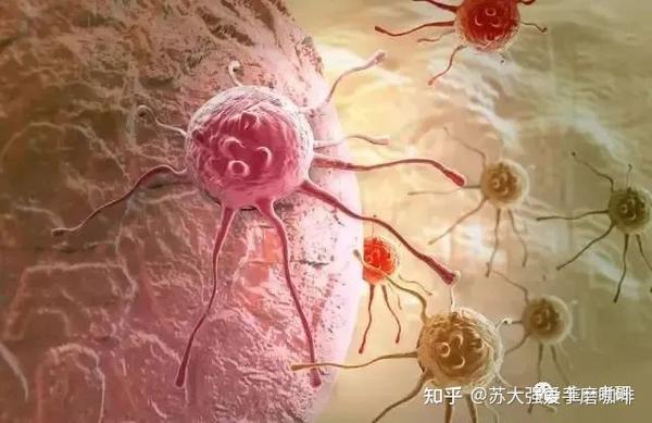 细胞生物学思维导图-细胞增殖及其调控 - 知乎