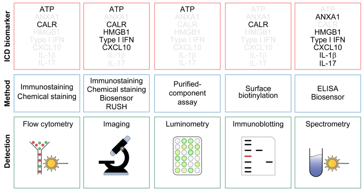 科研科普|免疫原性细胞死亡（ICD） - 知乎