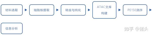 ATAC-seq是什么？ATAC-seq的基础知识。 - 知乎