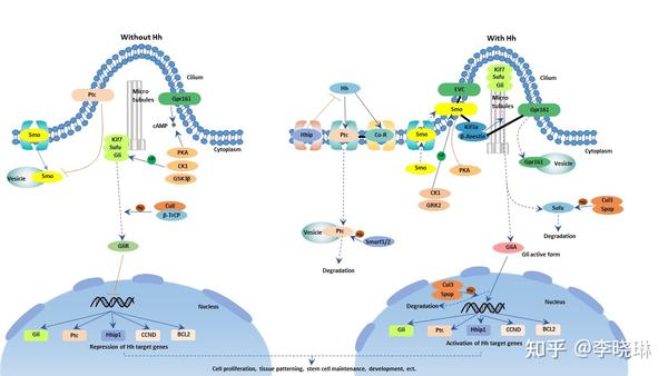 Hedgehog 信号通路 - 知乎