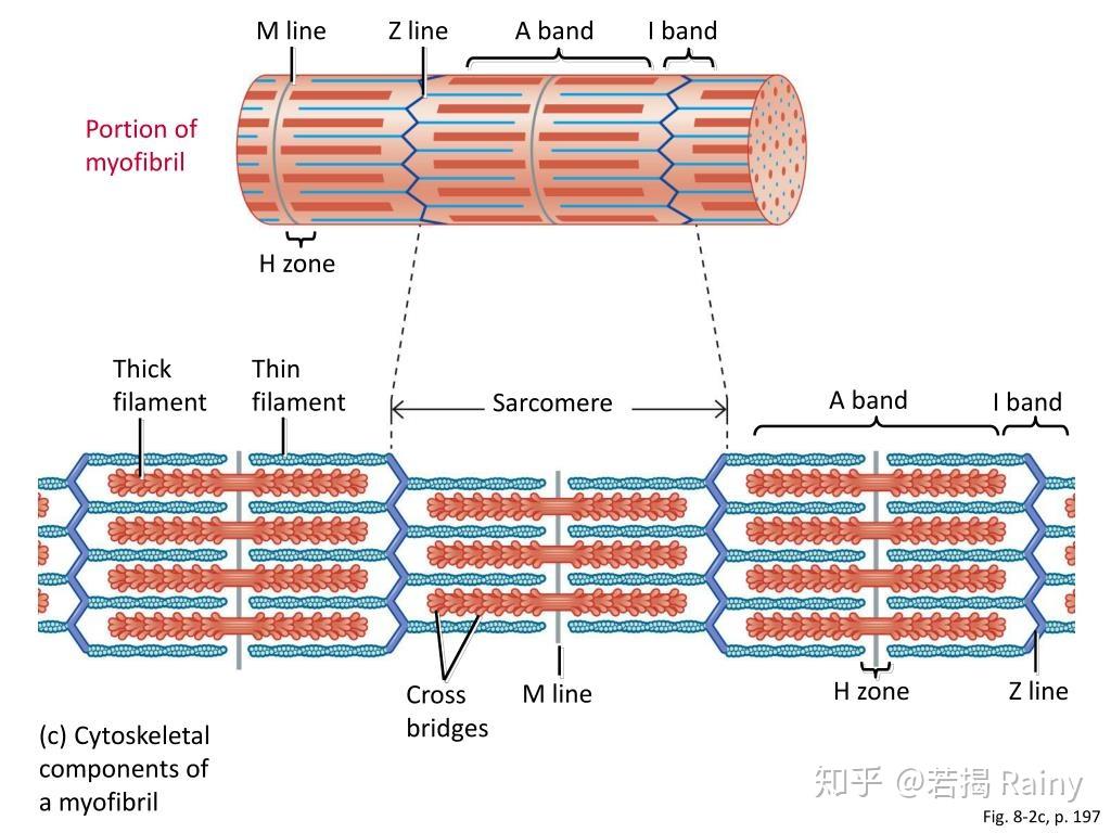 1.1 骨骼肌系统 (2) - 骨骼肌 宏微观结构 - 知乎