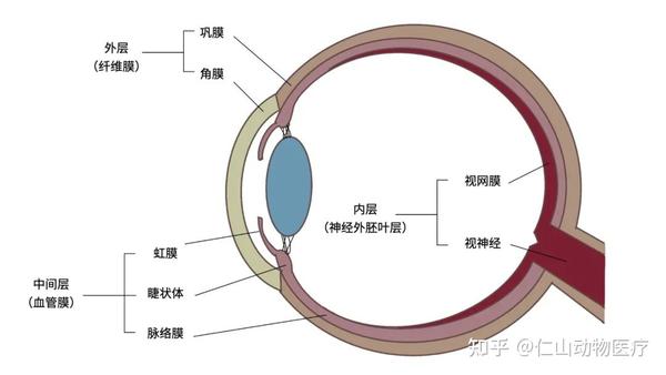 眼科科普｜动物眼部解剖结构图文详解 - 知乎