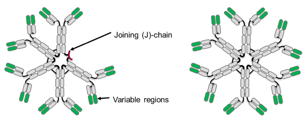 驾驭抗体的Avidity - 知乎
