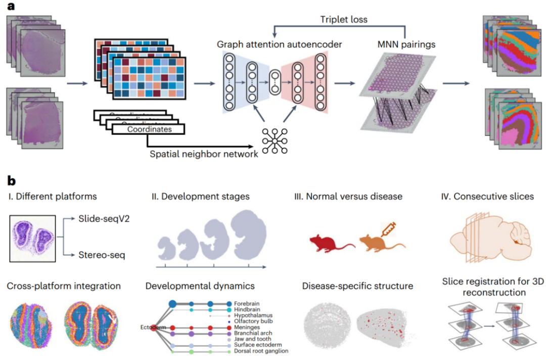 Nat Comput Sci｜张世华课题组开发生物组织多切片空间转录组数据整合新工具-STAligner - 知乎