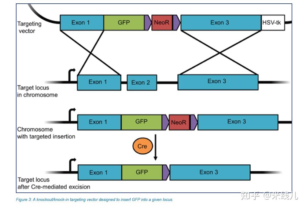 如何正确选择基因敲除/敲入质粒 - 知乎
