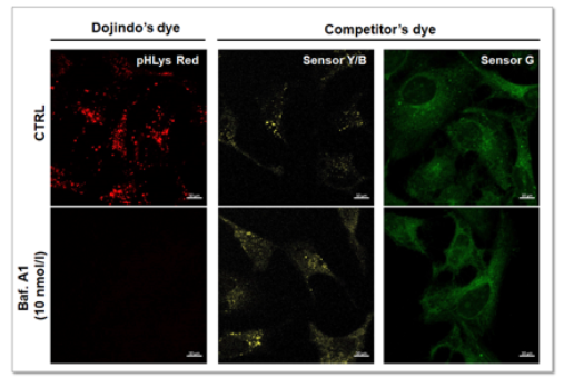 新品|溶酶体系列产品 - 知乎