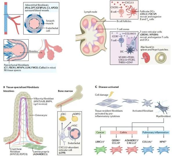 Nat Rev Genet | 单细胞图谱揭示器官中共有的和特异的细胞类型 - 知乎