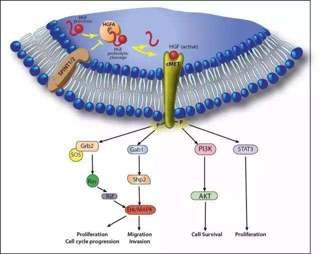 MET与肿瘤 - 知乎