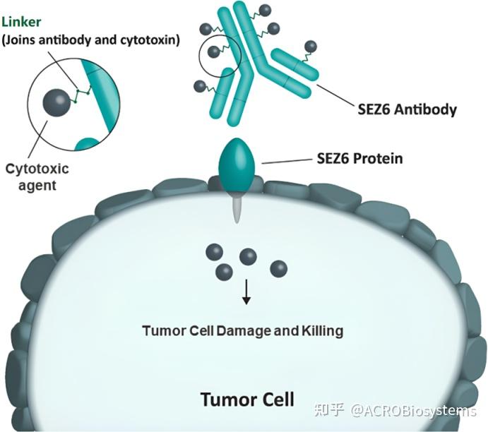 【靶点聚焦】小细胞肺癌新希望！SEZ6-ADC疗法大有可为 - 知乎