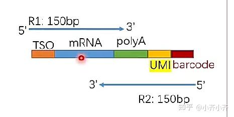 单细胞转录组数据分析流程（上） - 知乎