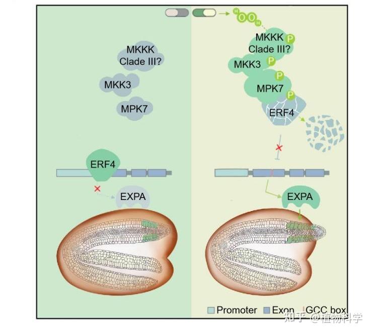 中国农业科学院深圳农业基因组研究所向勇团队揭示了种子释放休眠启动萌发的新机制 - 知乎