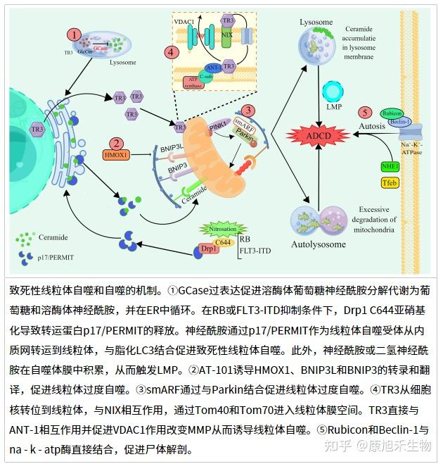 自噬与细胞死亡 - 知乎