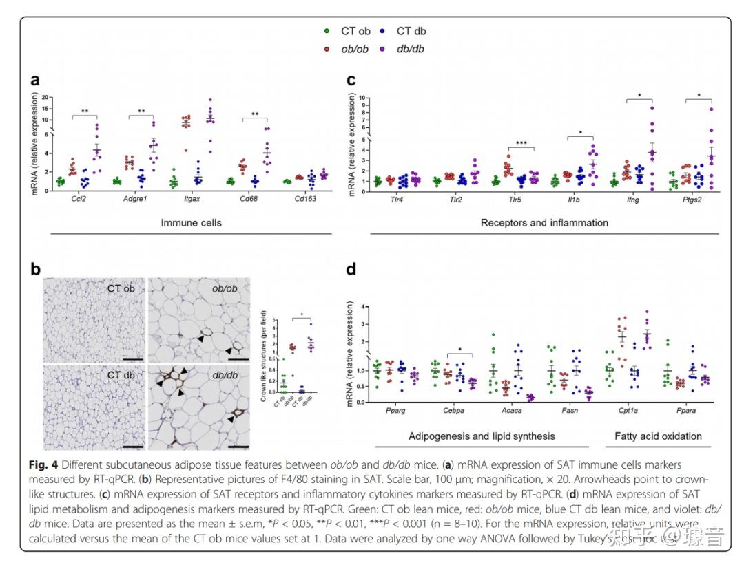 DBDB、OBOB二型糖尿病小鼠生理数据剖析 - 知乎