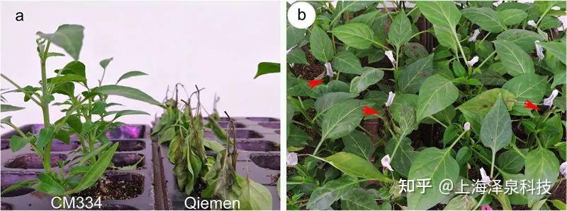Molecular Breeding：新型辣椒疫霉病抗性KASP分子标记的开发与验证 - 知乎
